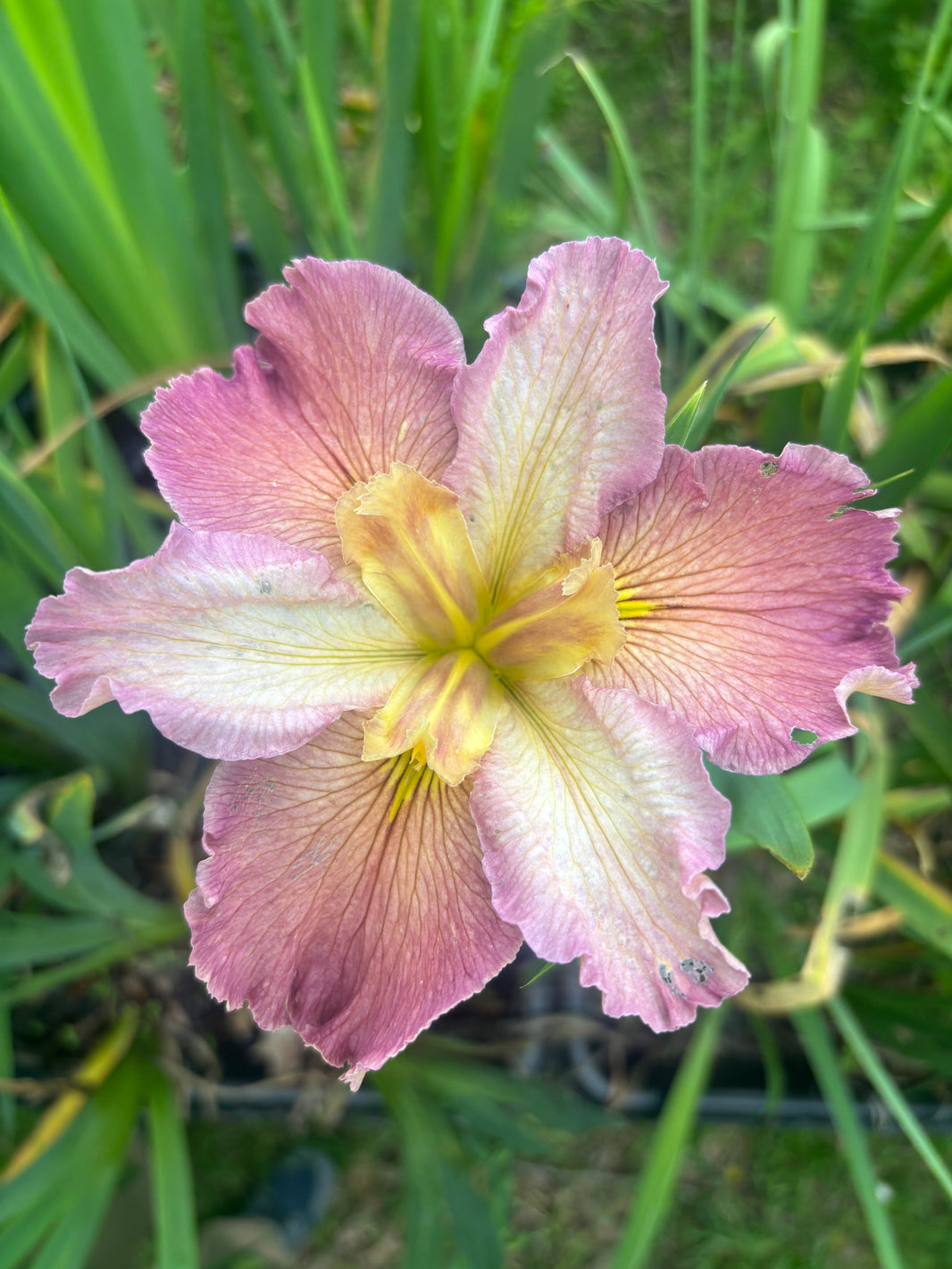 Products – Louisiana Iris Farms