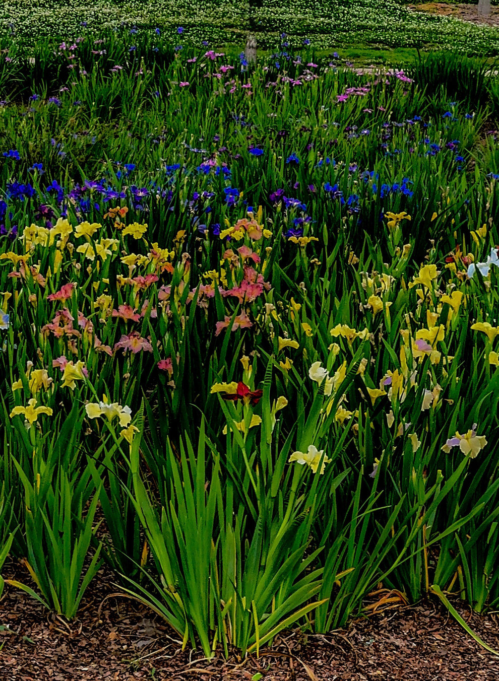 A Mix of Colors – Louisiana Iris Farms