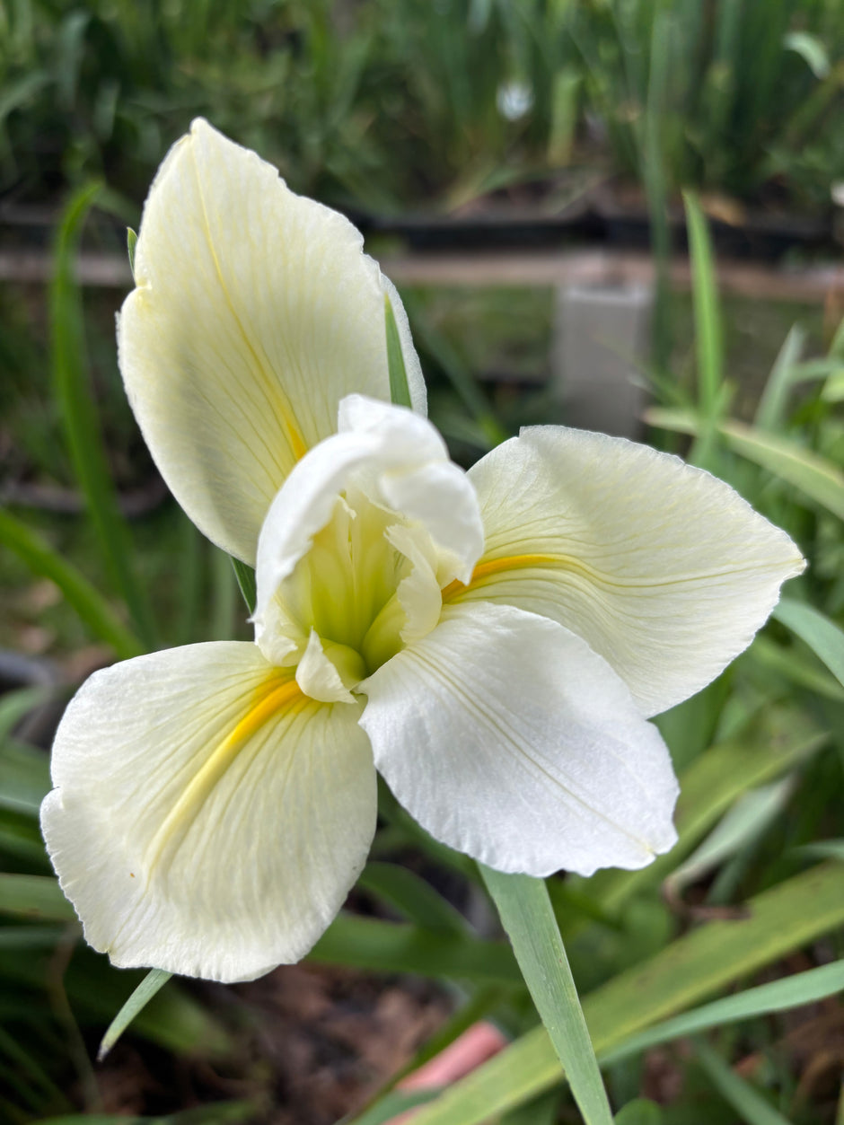 Spring Specials – Louisiana Iris Farms