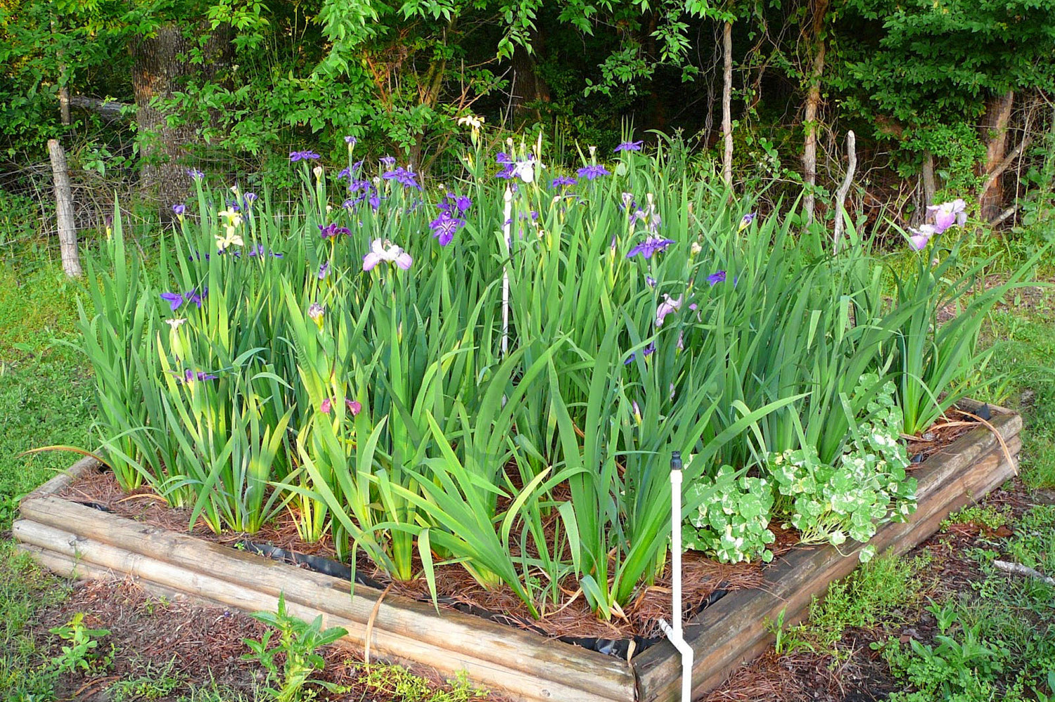Grow & Care – Louisiana Iris Farms